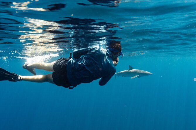 Private Ocean Seafari Swim with Wildlife in SJC - An Overview of What This Tour Offers