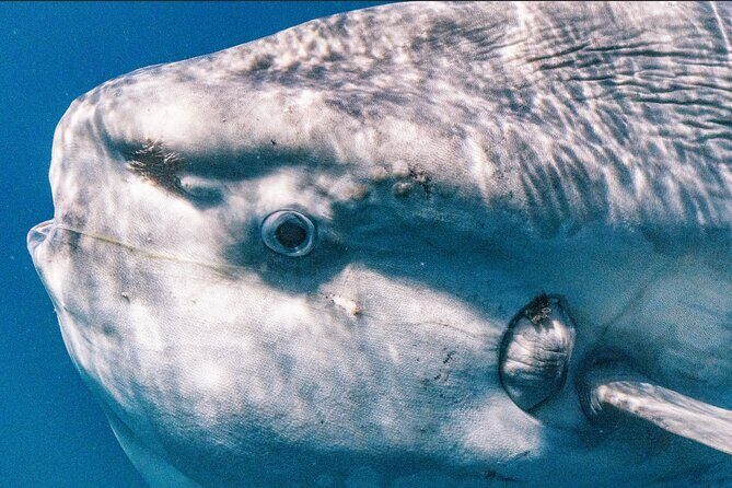 Private Ocean Seafari Swim with Wildlife in SJC - Why This Tour Is Worth the Investment