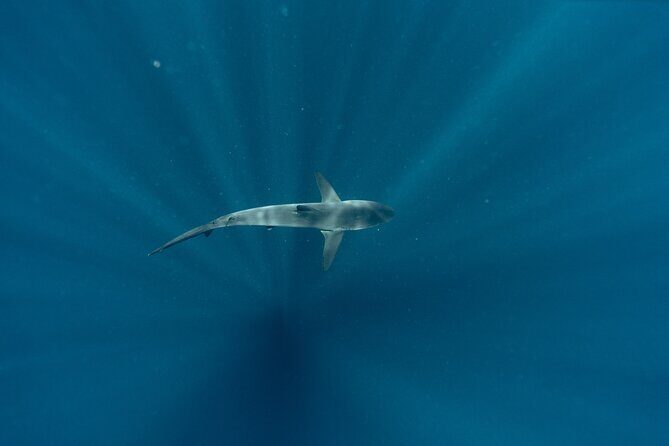 Private Ocean Seafari Swim with Wildlife in SJC - Who Should Consider This Experience?