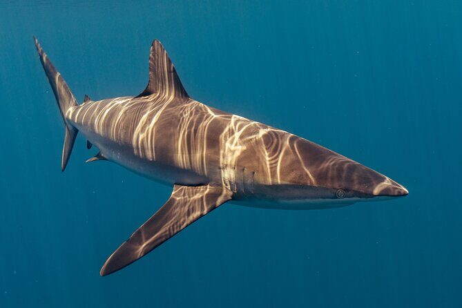 Private Ocean Seafari Swim with Wildlife in SJC - Final Thoughts: Is It Worth It?