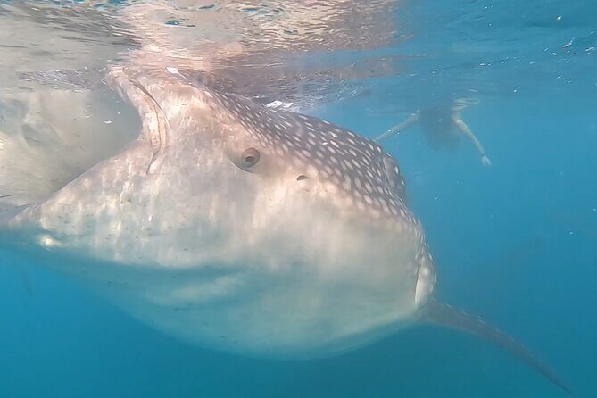 Private Ocean Seafari Swim with Wildlife in SJC - FAQ