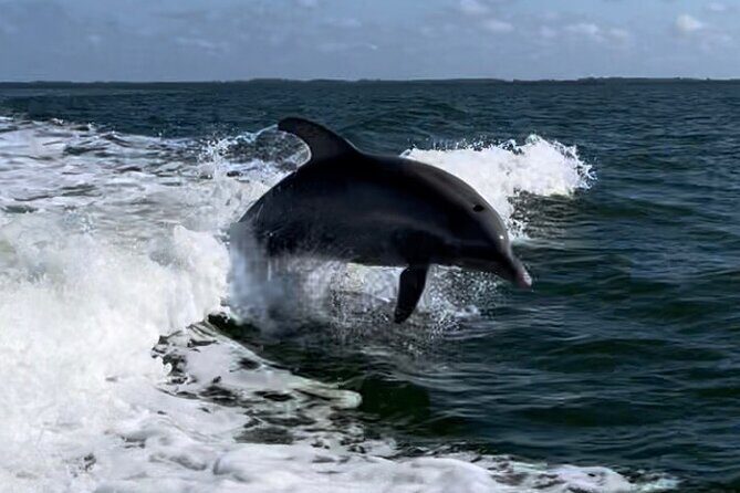 Private ONLY Dolphin Boat Tours - Discover the Private ONLY Dolphin Boat Tours in Fort Myers