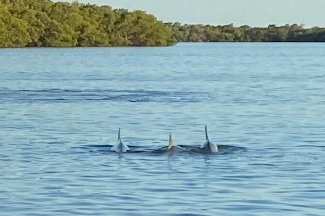 Private ONLY Dolphin Boat Tours - Who Is This Tour Best For?