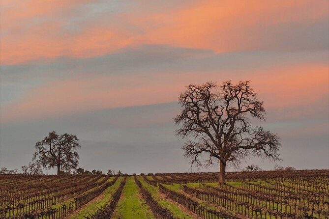 Private Paint and Sip Experience in Wine Country - Who Will Love This Experience?