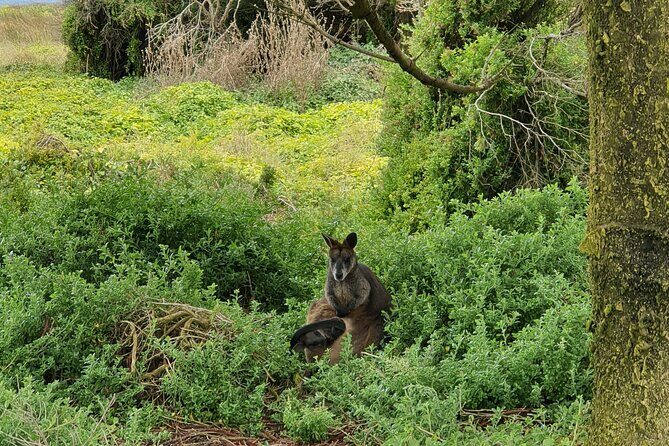 Private Phillip Island Day Tour - Frequently Asked Questions
