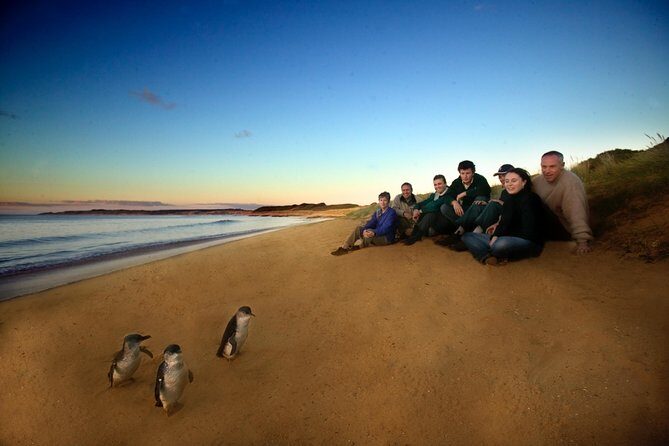 Private Phillip Island Day Trip from Melbourne Including Penguin Parade Premium Viewing - Key Points