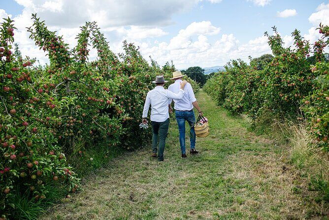 Private Picnic Lunch Experience in Orange with Wine - Who Would Love This Experience?