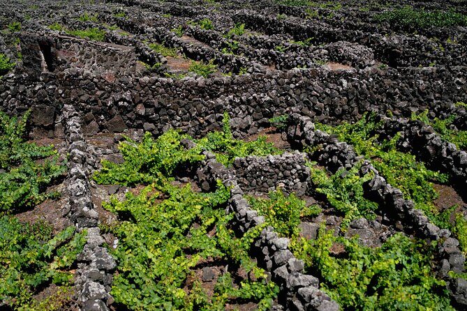 Private Pico Wine Tour (Half Day) - Who Should Consider This Tour?