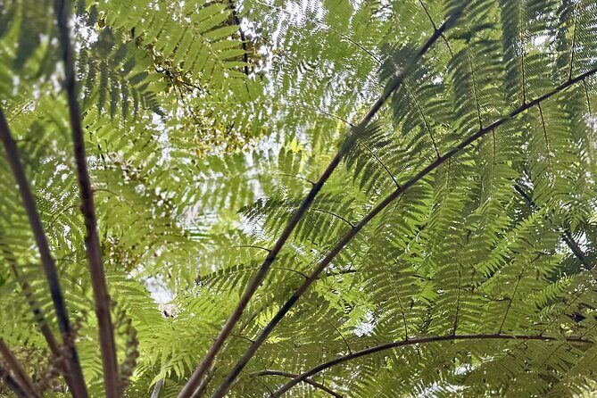 Private Piha Beach, Rainforest Adventure & Mt. Eden with Guide - The Sum Up