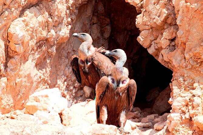 Private Plavnik Island Half-Day boat trip with capt. Bobo - The Practicalities: What You Need to Know