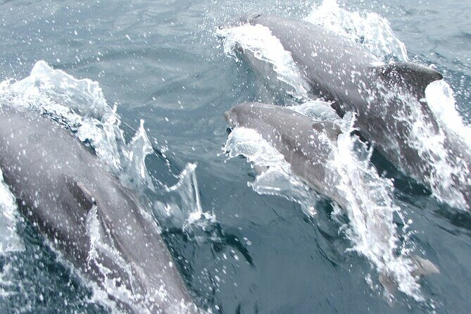 Private Porto Sailing Yacht Sunset Sightseeing Tour - What’s Included, and Why It Matters