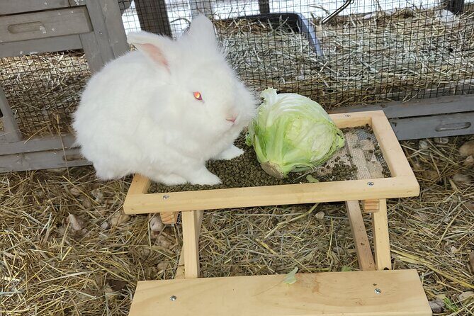 Private Rabbit and Chicken Petting Experience in Navarre - Who Will Love This Experience?