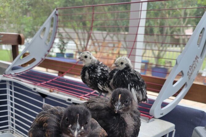 Private Rabbit and Chicken Petting Experience in Navarre - The Sum Up