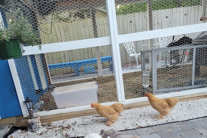 Private Rabbit and Chicken Petting Experience in Navarre - FAQ