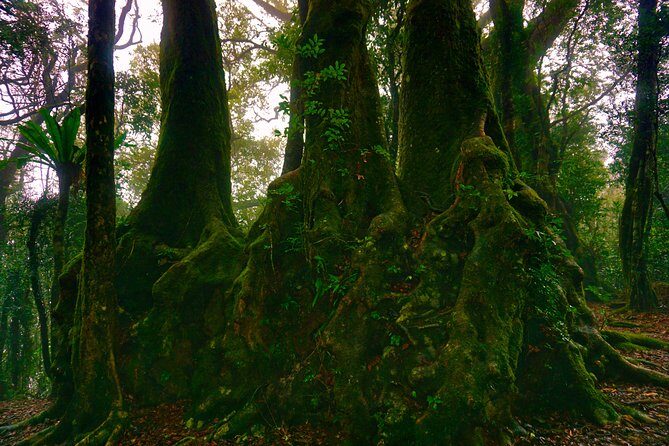 Private Rainforest & Wildlife Tour - Build Your Own Experience - An In-Depth Look at the Private Rainforest & Wildlife Tour