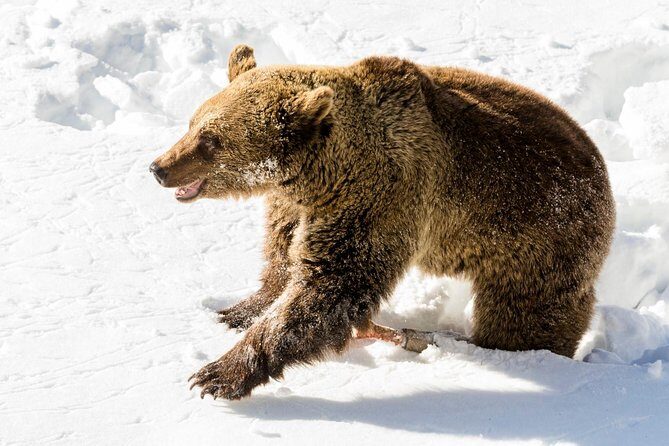 Private Ranua Zoo tour - The Itinerary in Detail  