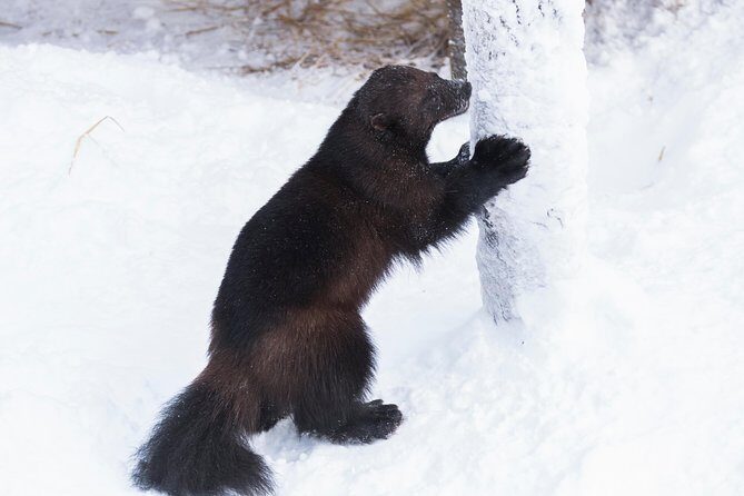 Private Ranua Zoo tour - Who Should Consider This Tour?  