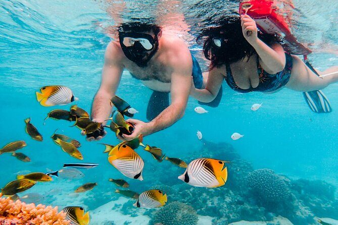 Private Rarotonga Turtle Tour - FAQ