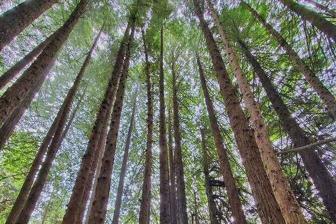 Private Redwood Forest Hiking Tour - Final Thoughts: Is the Private Redwood Forest Hiking Tour Worth It?
