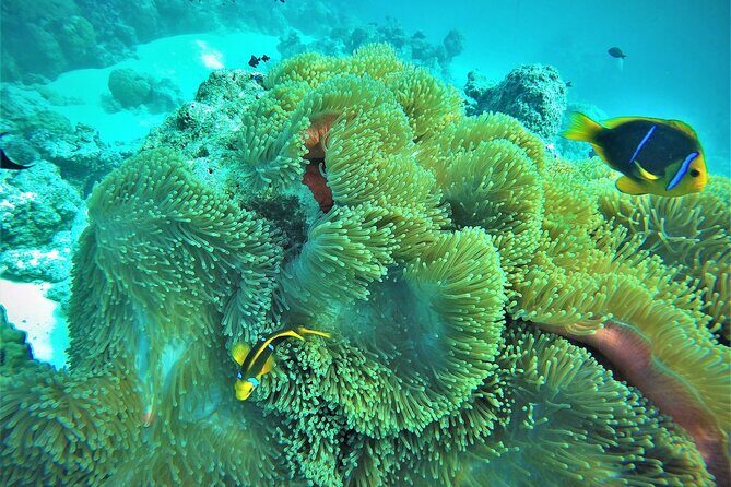 Private Reef Discovery Luxury Dream Day Tour in Bora Bora - FAQs