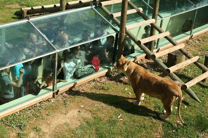 Private Return Transfer Thoiry Zoo Safari from Paris - An In-Depth Look at the Thoiry Zoo Safari Private Transfer Experience