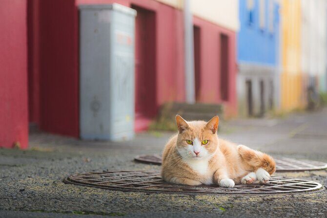Private Reykjavik Cat Walking Tour - The Practicalities