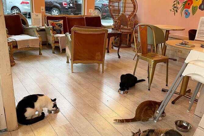 Private Reykjavik Cat Walking Tour - Final Thoughts: Is It Worth It?