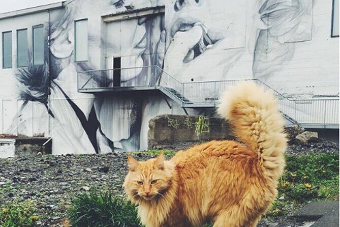 Private Reykjavik Cat Walking Tour - FAQ