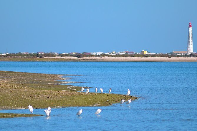 Private Ria Formosa Natural Park Boat Cruise from Faro - Practical Tips for Your Tour
