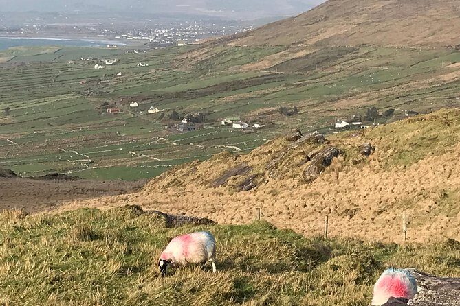 Private Ring of Kerry luxury tour with accredited guide - FAQ