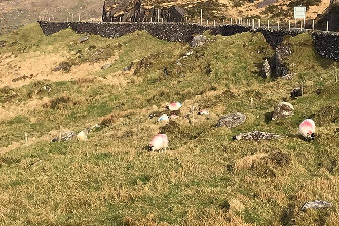 Private Ring of Kerry luxury tour with accredited guide - Final Thoughts