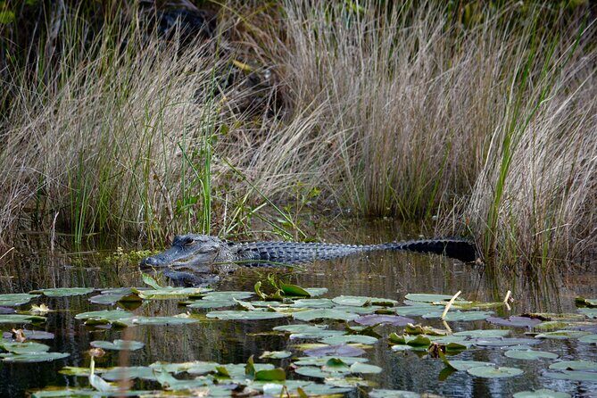 Private River Of Grass Everglades Airboat Adventure - FAQs