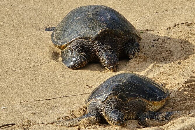 Private Road to Hana Tour with Pickup-Ultimate Package, Backside - An In-Depth Look at the Private Road to Hana Ultimate Package