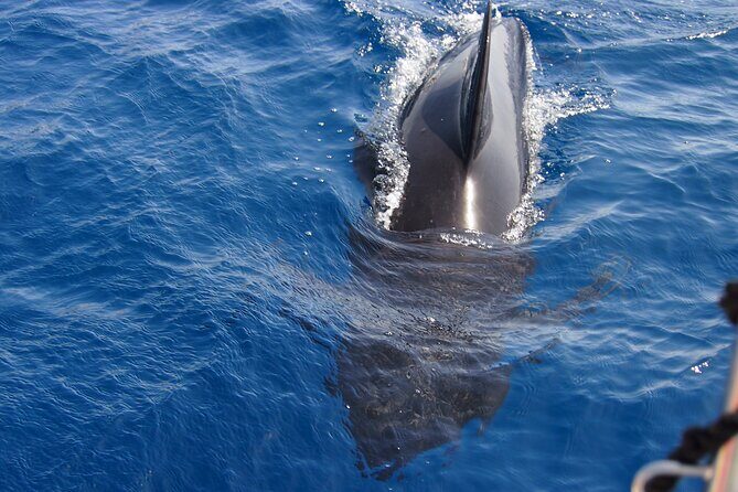 Private Sailing - dolphin Experience Estepona - drink & food - 4h - Practical Details