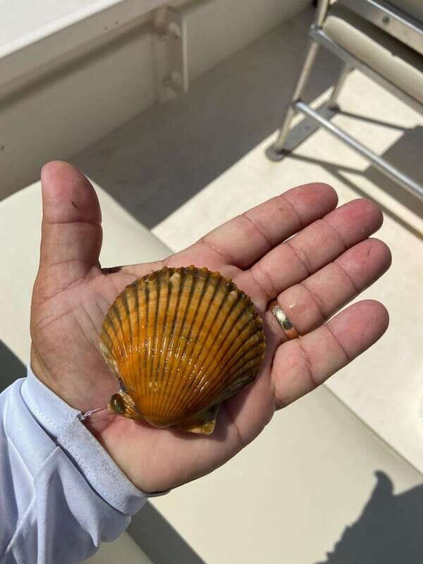Private Scallop Hunt and Snorkel - Frequently Asked Questions