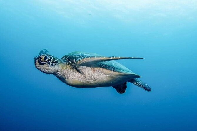 Private Scuba Diving in Tenerife  Certified Instructor & Photos - FAQ