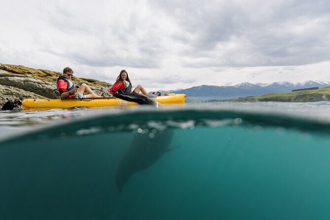 Private Seal Kayaking and Wildlife Tour in Kaikoura - What to Expect from the Tour