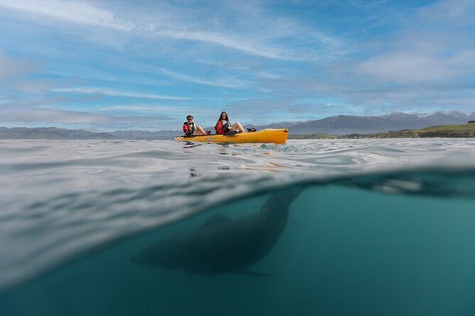 Private Seal Kayaking and Wildlife Tour in Kaikoura - The Value of This Experience