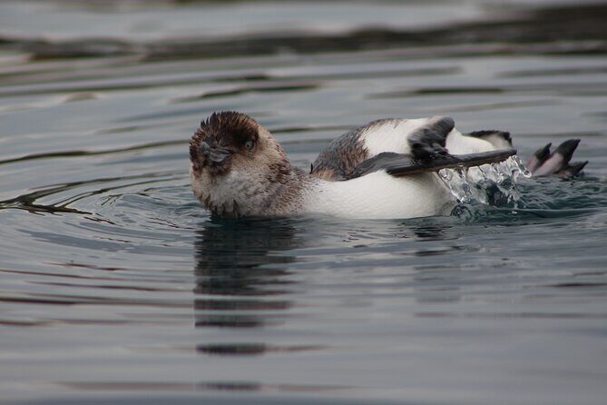 Private Seal Kayaking and Wildlife Tour in Kaikoura - FAQ