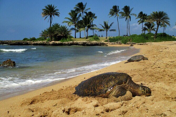 Private Secret Spots Tour on Oahu Hawaii - The Human Touch: Guides Make a Difference