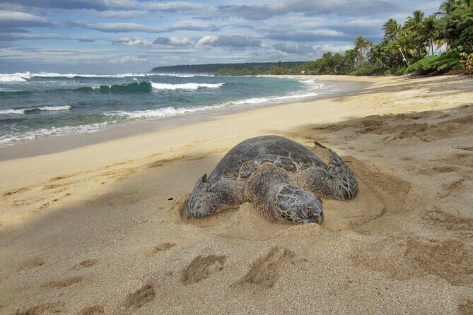 Private Secret Spots Tour on Oahu Hawaii - FAQs