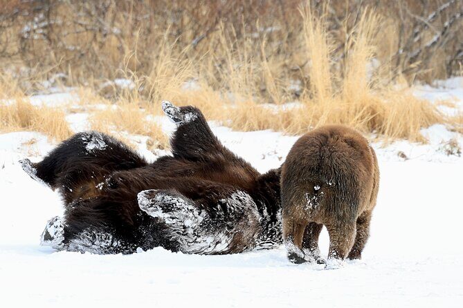 Private Seward Cruise Transfer & Scenic Tour for Large Groups - Who Is This Tour Best For?