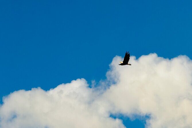 Private Seward Cruise Transit Tour with National Park and AWCC - Who Will Love This Tour?