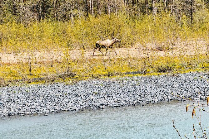 Private Seward Cruise Transit Tour with National Park and AWCC - FAQ