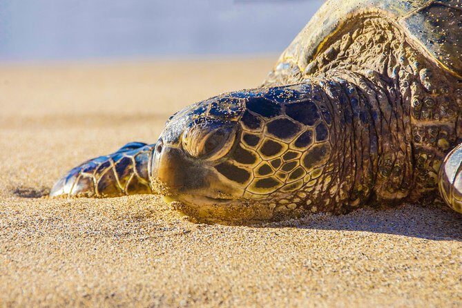 Private Shore Excursion: Best Highlights of Maui - Exploring Maui’s Natural Beauty and Historic Sites