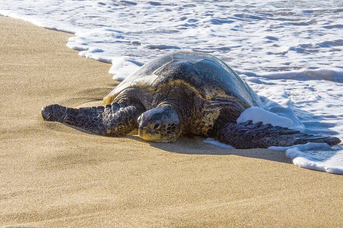 Private Shore Excursion: Best Highlights of Maui - Final Thoughts: Who is This Tour Best For?