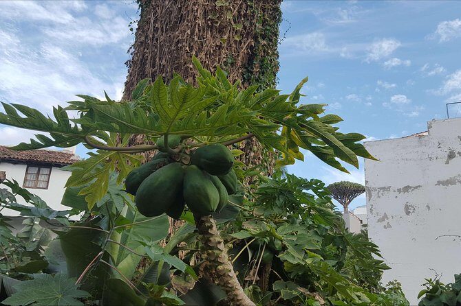 Private Shore Excursion in Tenerife from your Cruise Ship - What Travelers Say