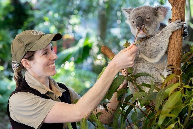 Private Shore Excursions with Lone Pine Koala Sanctuary Visit - Key Points