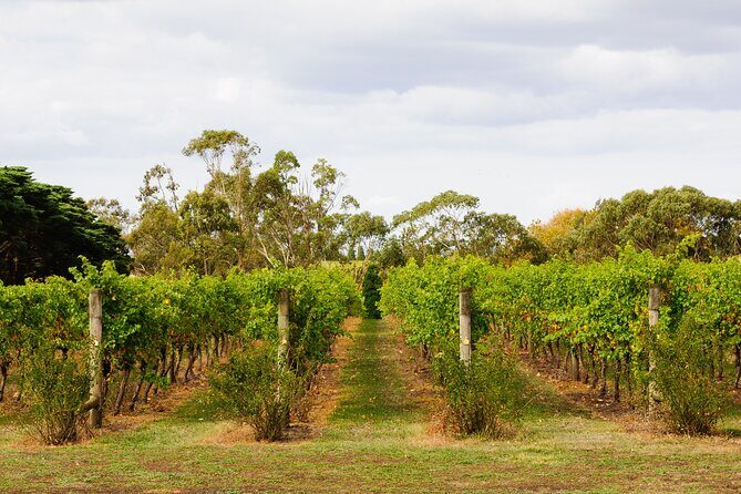 Private Shore Tour: Bellarine Peninsula Wine Experience - Who Will Love This Tour?
