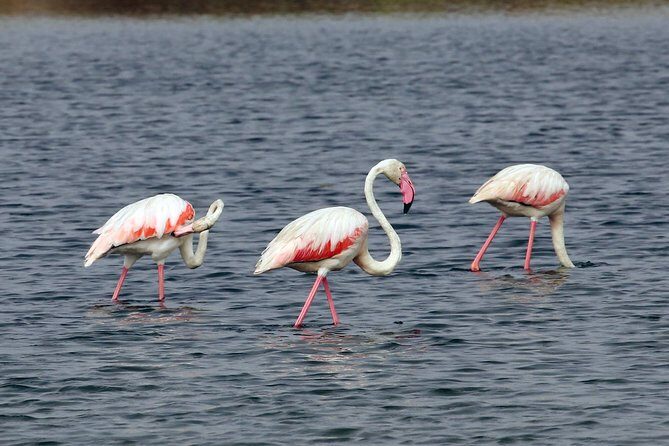 Private Sightseeing Boat Tour in Ria Formosa at Olhão - The Sum Up